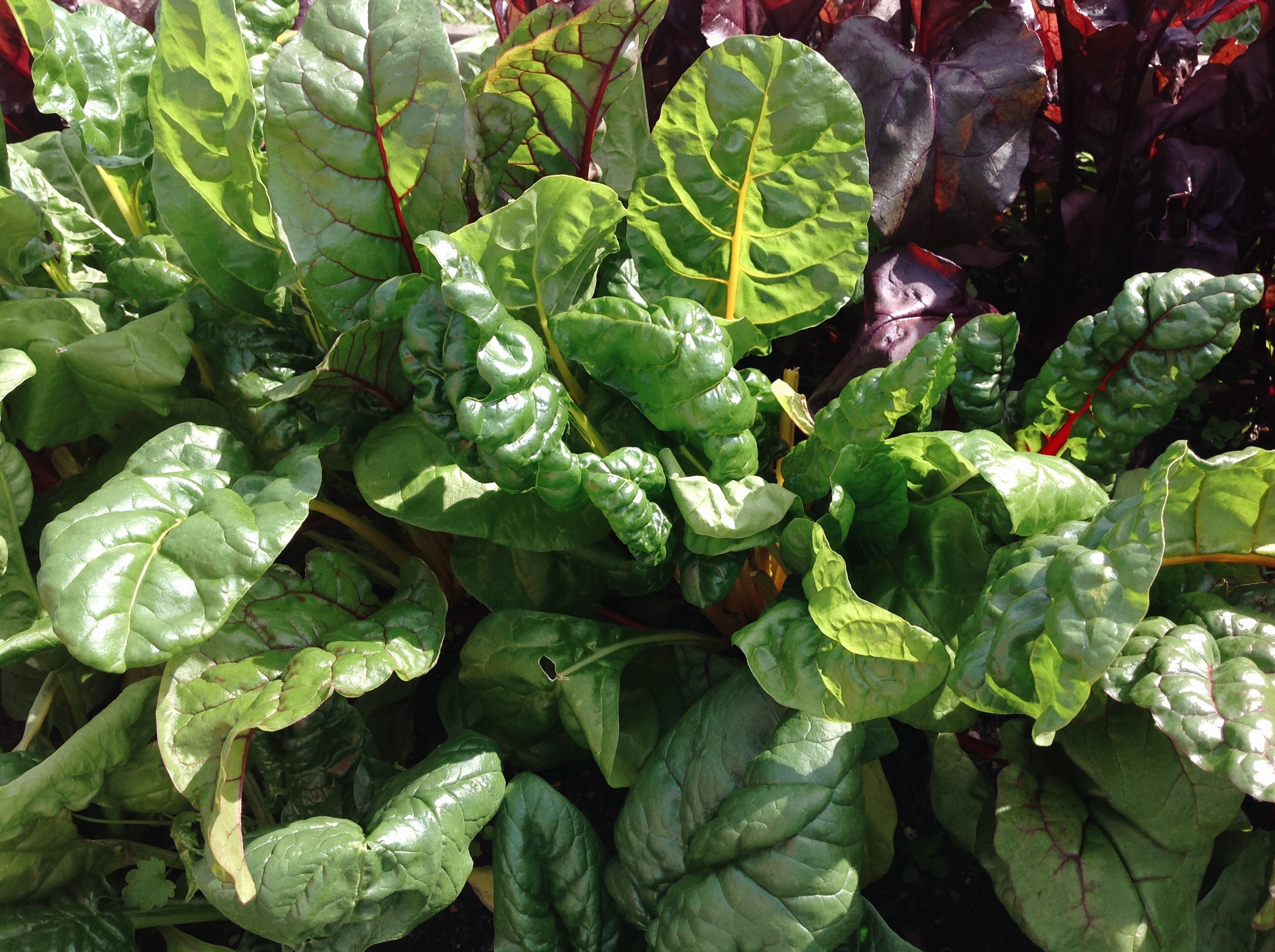 Project EDEN™ – Everyone Deserves to Eat Naturally™